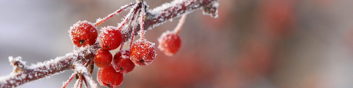 MSA - Bienvenue sur le site de la MSA d'Armorique - MSA Armorique